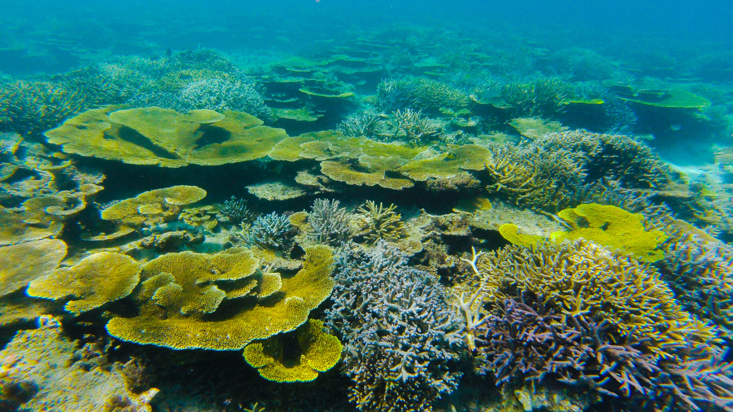 JAPAN’S GREAT CORAL BARRIER REEF IS IN OKINAWA PERFECTURE – Life Beyond ...
