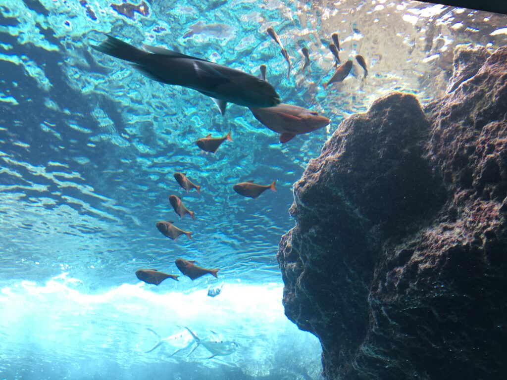 SEE THE BEAUTY OF THE OCEAN AT OKINAWA’S AMAZING AQUARIUM – Life Beyond ...